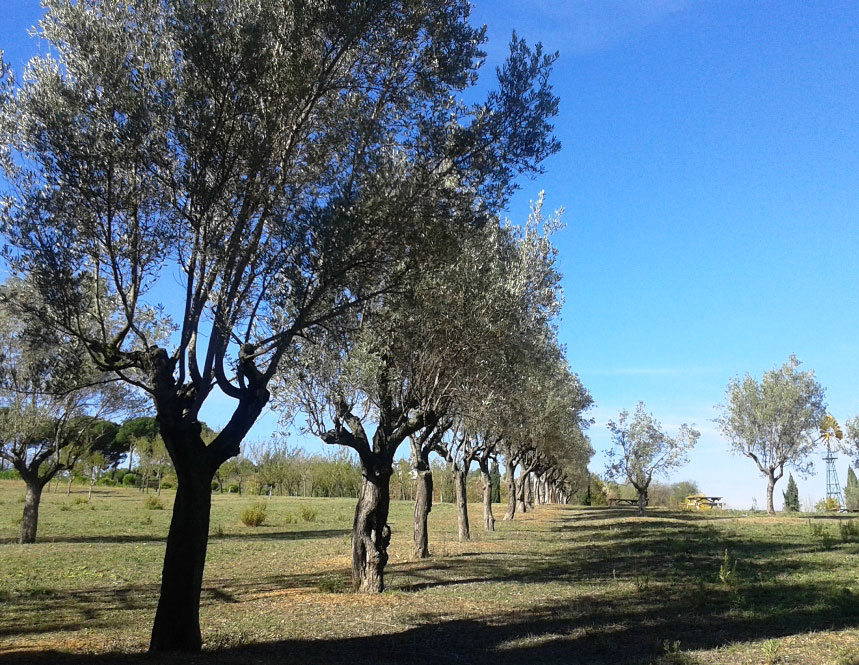 Fuentes de Inspiración – Mompin's jardins – Visitando Jardines